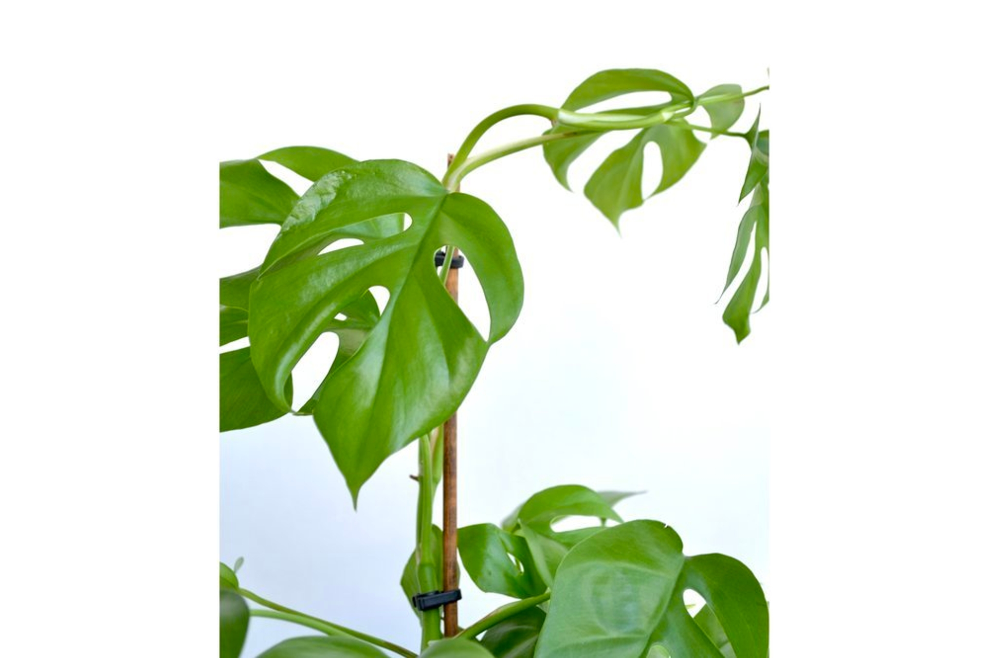 MONSTERA PERTUSA FİYATI - Vivense