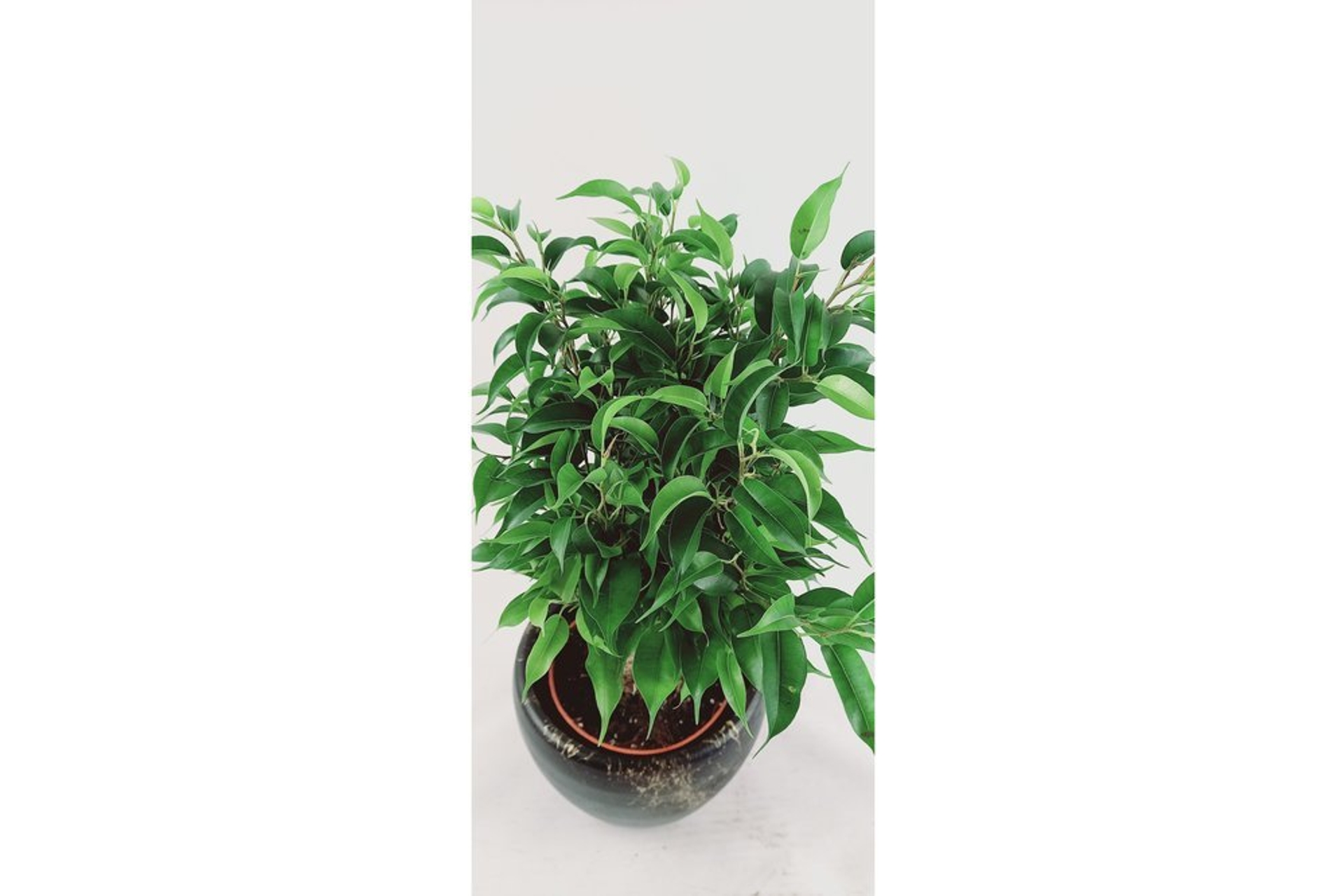 TOPRAK SAKSIDA FİCUS NATASHA NO 1 FİYATI - Vivense