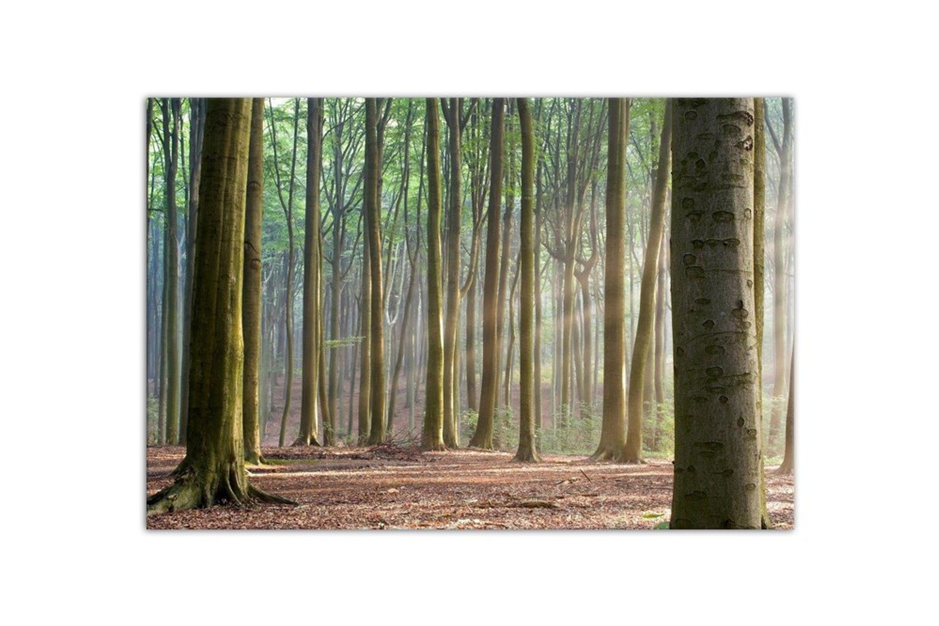 FOREST DEV BOYUT KANVAS TABLO