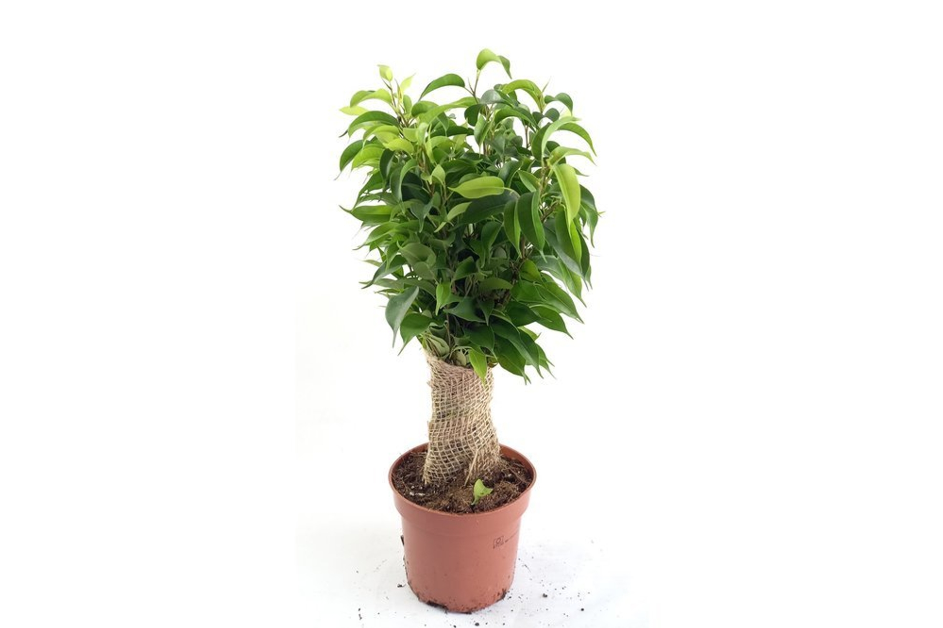 FİCUS NATASHA BİTKİSİ FİYATI - Vivense