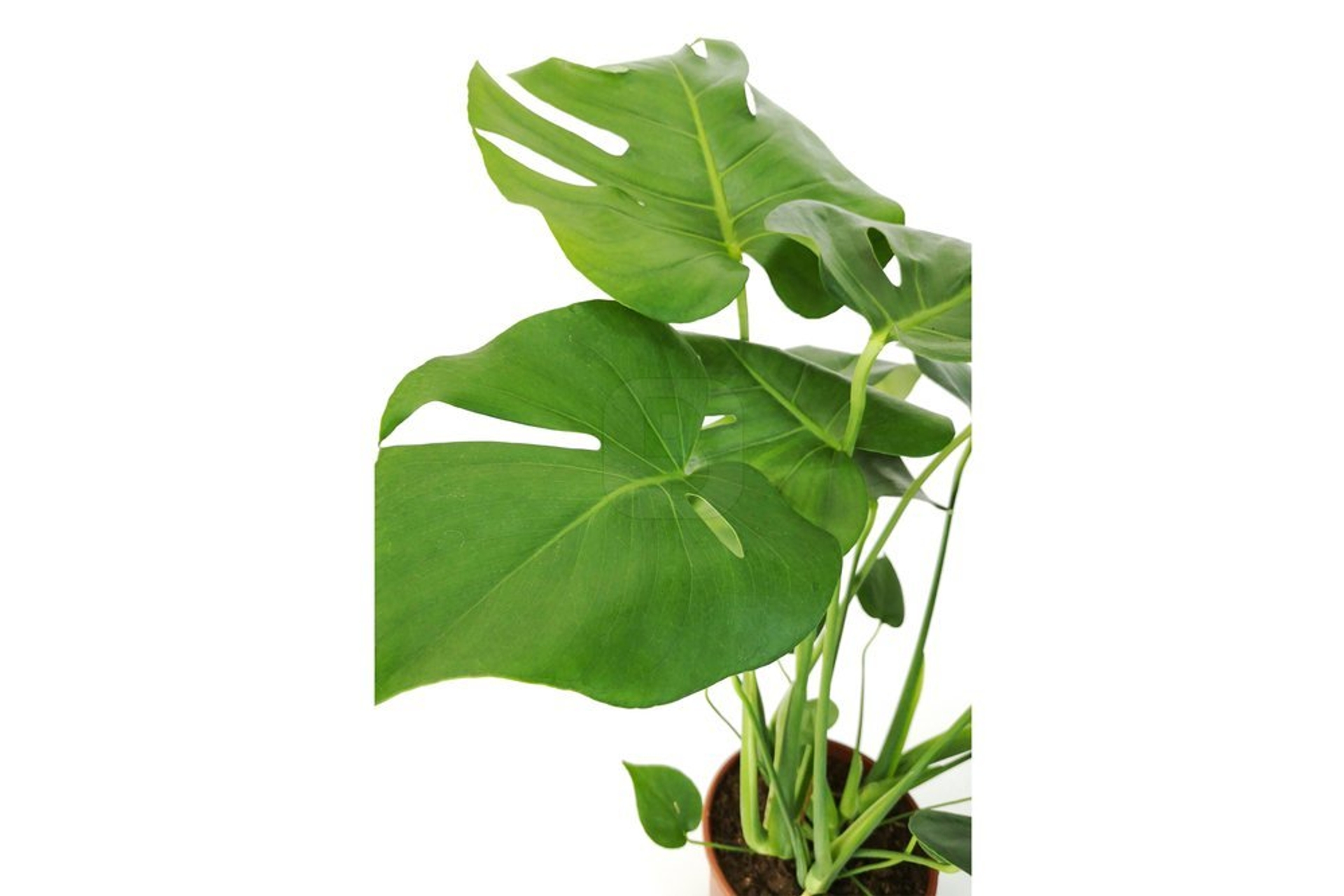 CANLI BİTKİ MONSTERA DELİCİOSA EXTRA DEVE TABANI, 60 CM FİYATI - Vivense