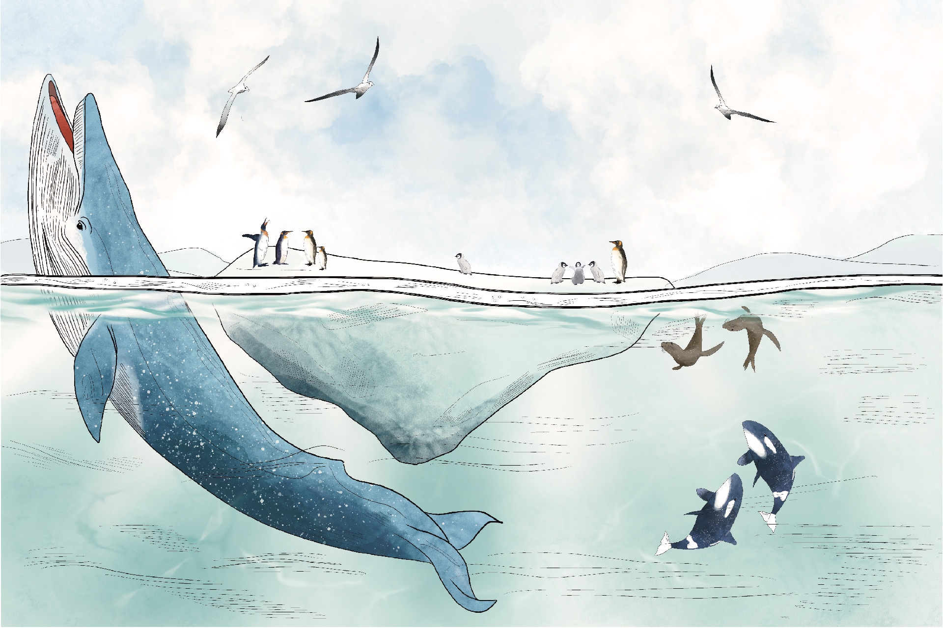 DREAMY KIDS MAVİ BALİNA VE ARKADAŞLARI ÇOCUK ODASI DUVAR KAĞIDI ...