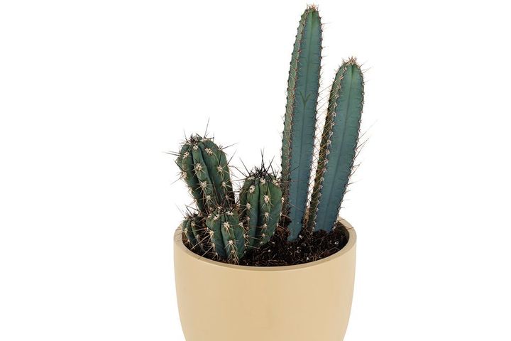 Joy Pot 30 Cm (???) | Vivense Nederland